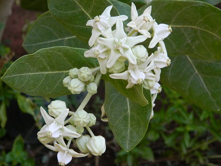 Memories on Trees: Mandaar - Vivek Patwardhan